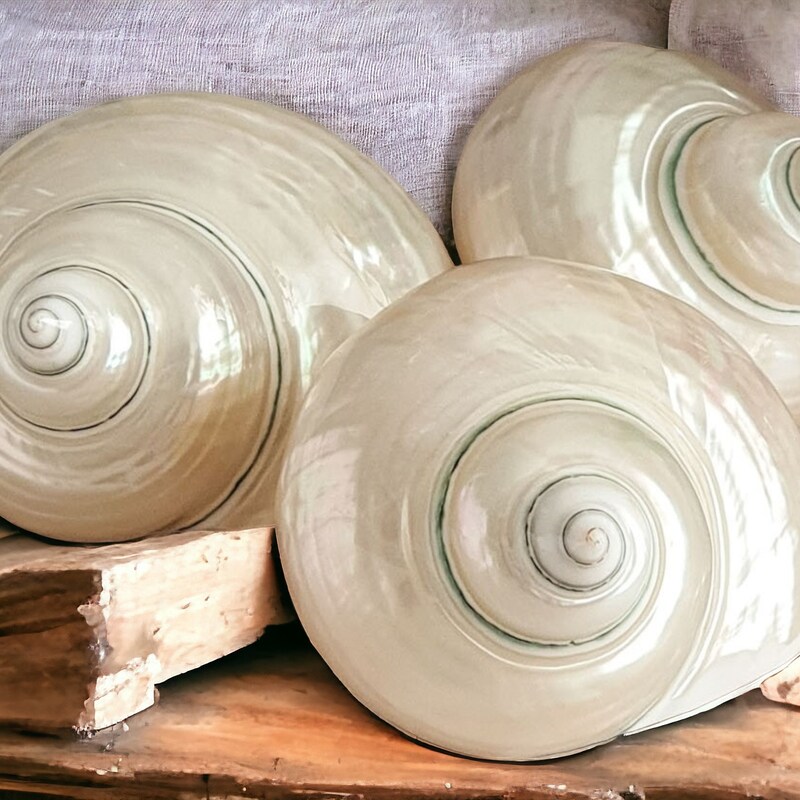 Large Nautilus Shell - Etsy