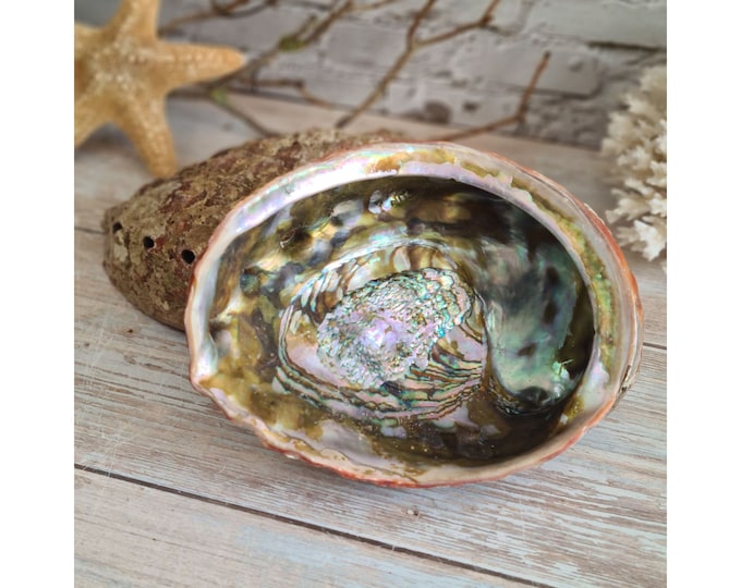 Big Red Abalone Sea Shell 19cm / Haliotis Rufescens/ 100% Genuine ...