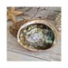 Tibia Spindle Sea Shells White Tibia Shell Long Pointy Shells Shabby ...