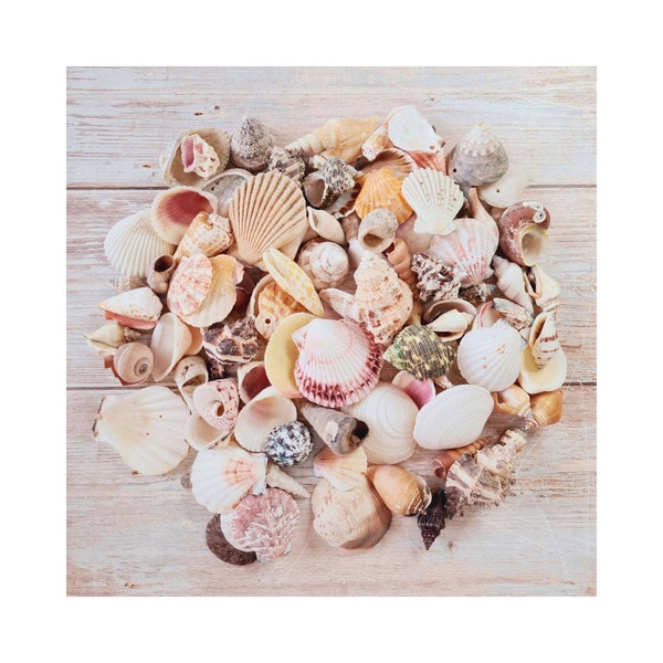 Sea Shell Display - Etsy