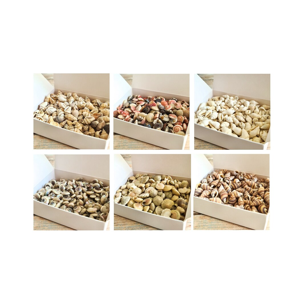 Beach Wedding Confetti Natural Tiny Spiral Seashells / Scatter ...