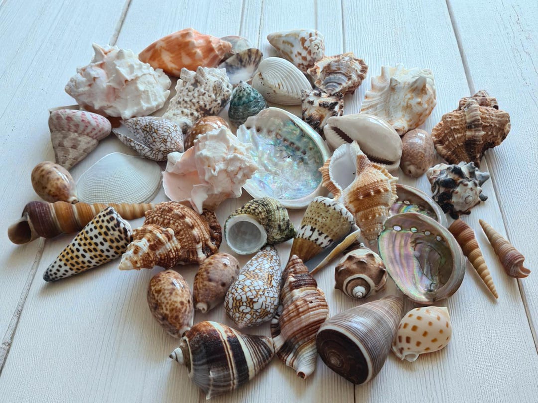 Mixed Sea Shells / 80 Pcs / Beach Shells / Mixed Shells for Display ...