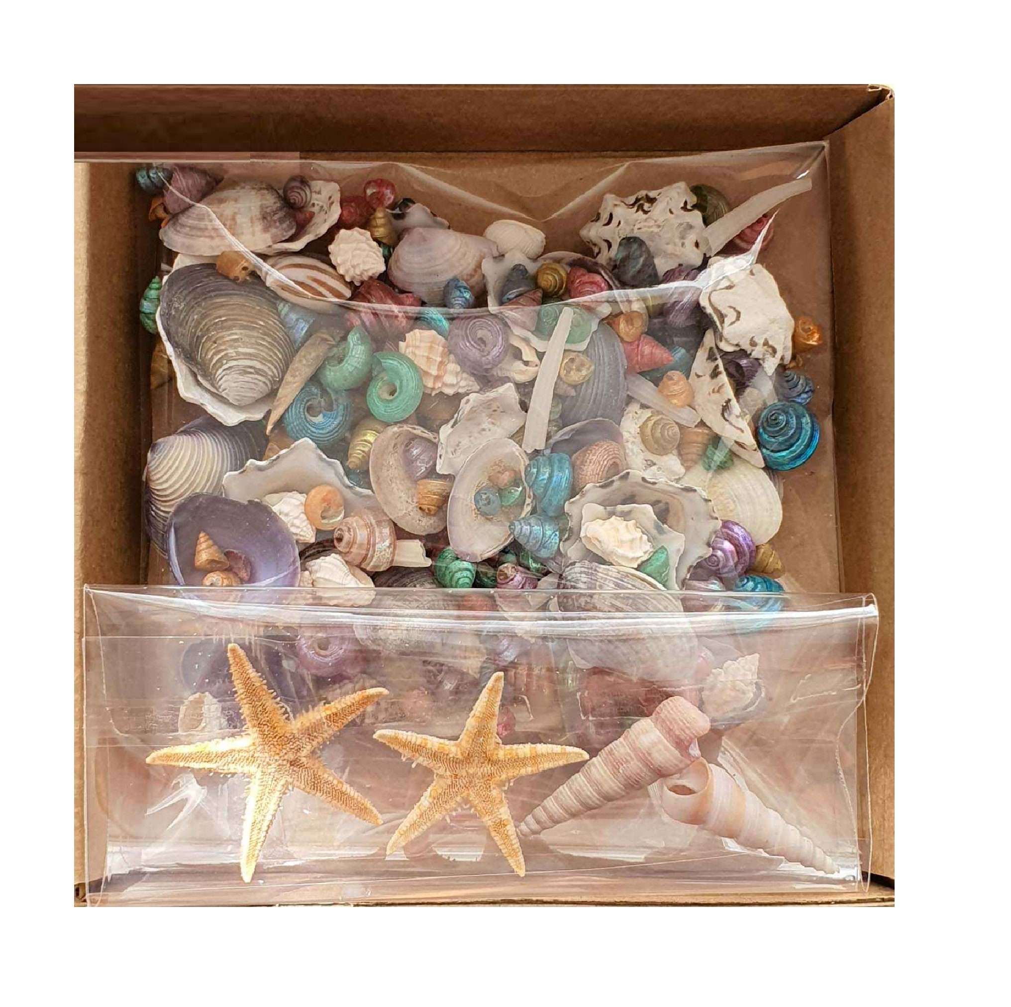 Mixed Shells Natural Shells and Starfish / Approx 100 Craft - Etsy