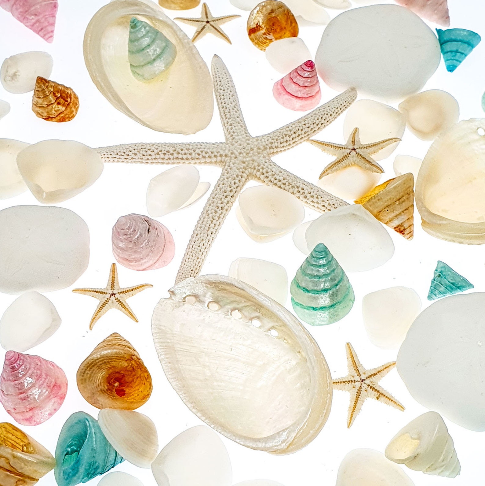 White Pearly Pastel Sea Shells Starfish Wedding Craft Shells - Etsy