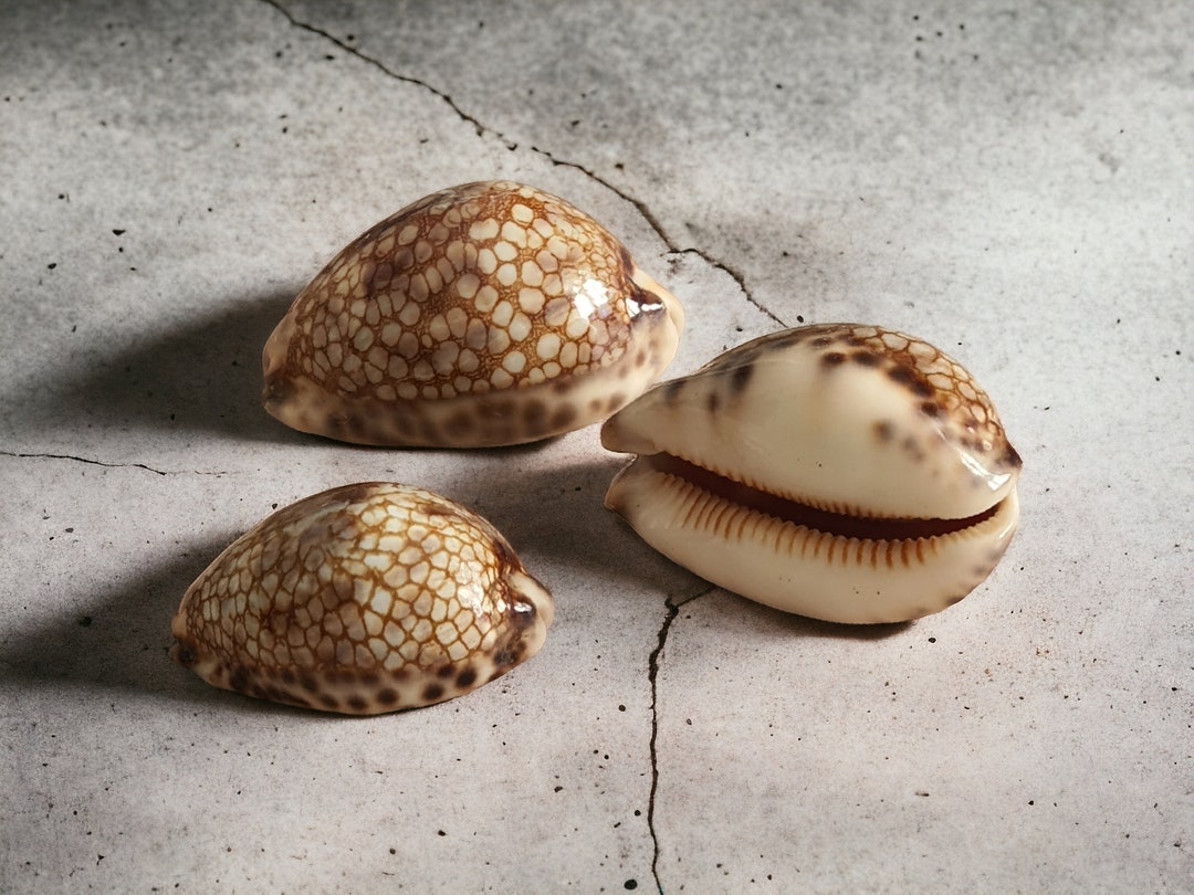 Harlequin Cowrie Shells - Polished Cowry Seashells Cyprea Historio 5 ...