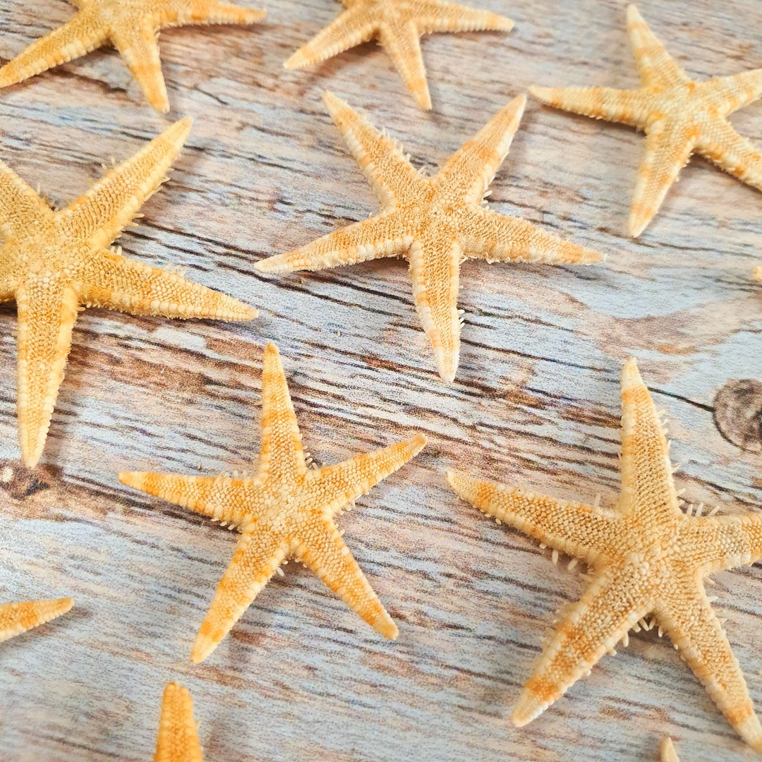 Small Natural Flat Starfish 2-3cm / Mini Flat Starfish / Sea Stars for ...