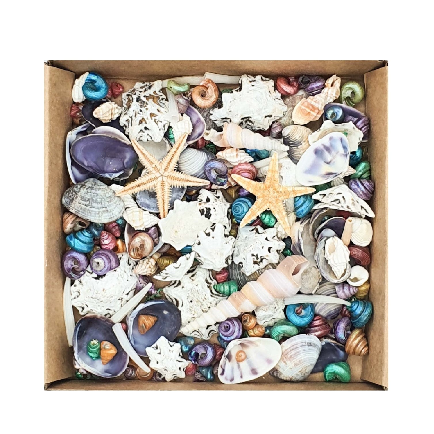 Mixed Shells Natural Shells and Starfish / Approx 100 Craft - Etsy