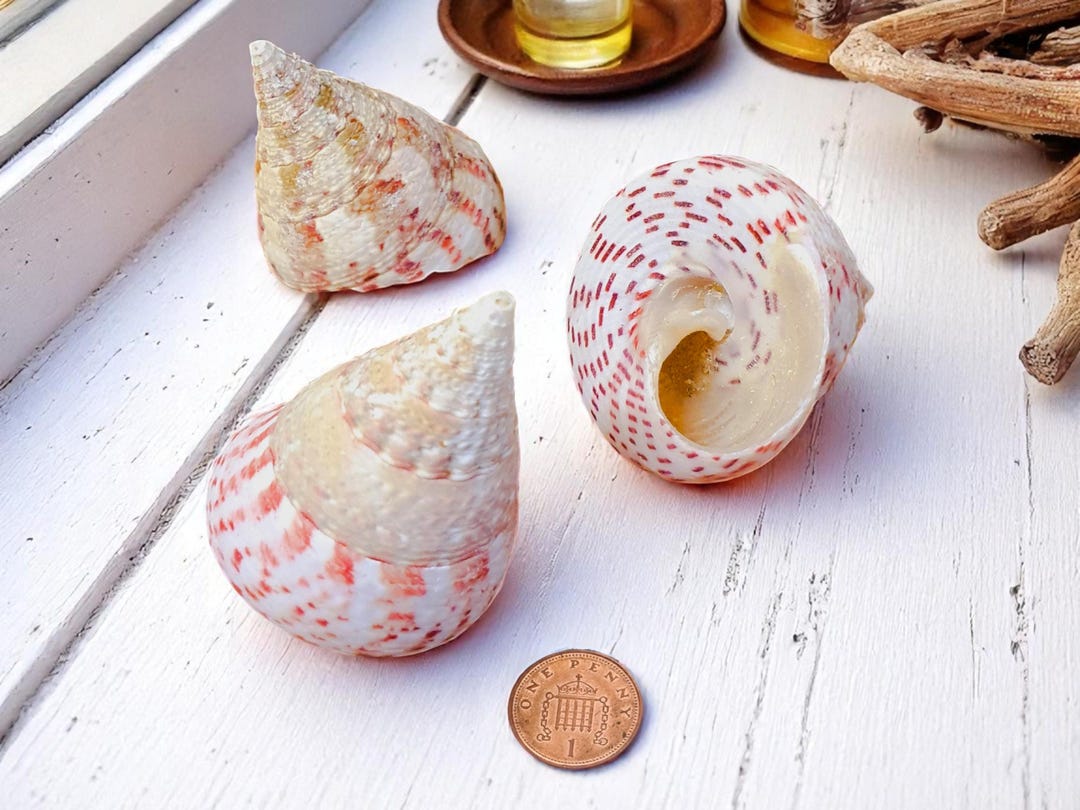 Strawberry Trocha Shells 4–5cm (1.5–2") | Red Speckled Sea Shells for ...