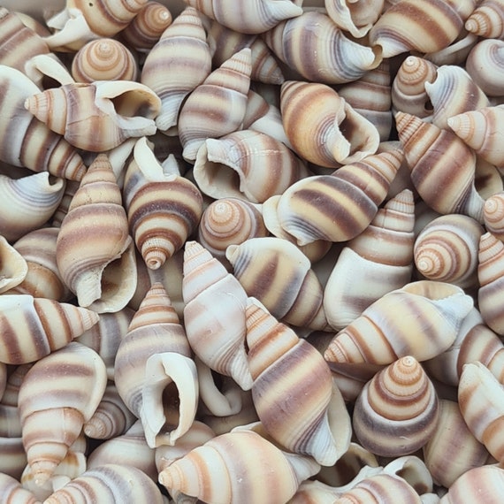 Spiral Seashells Types