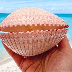 Giant Pink Heart Clam / Cardium Pseudolima / 8-10cm / Collectable Giant ...