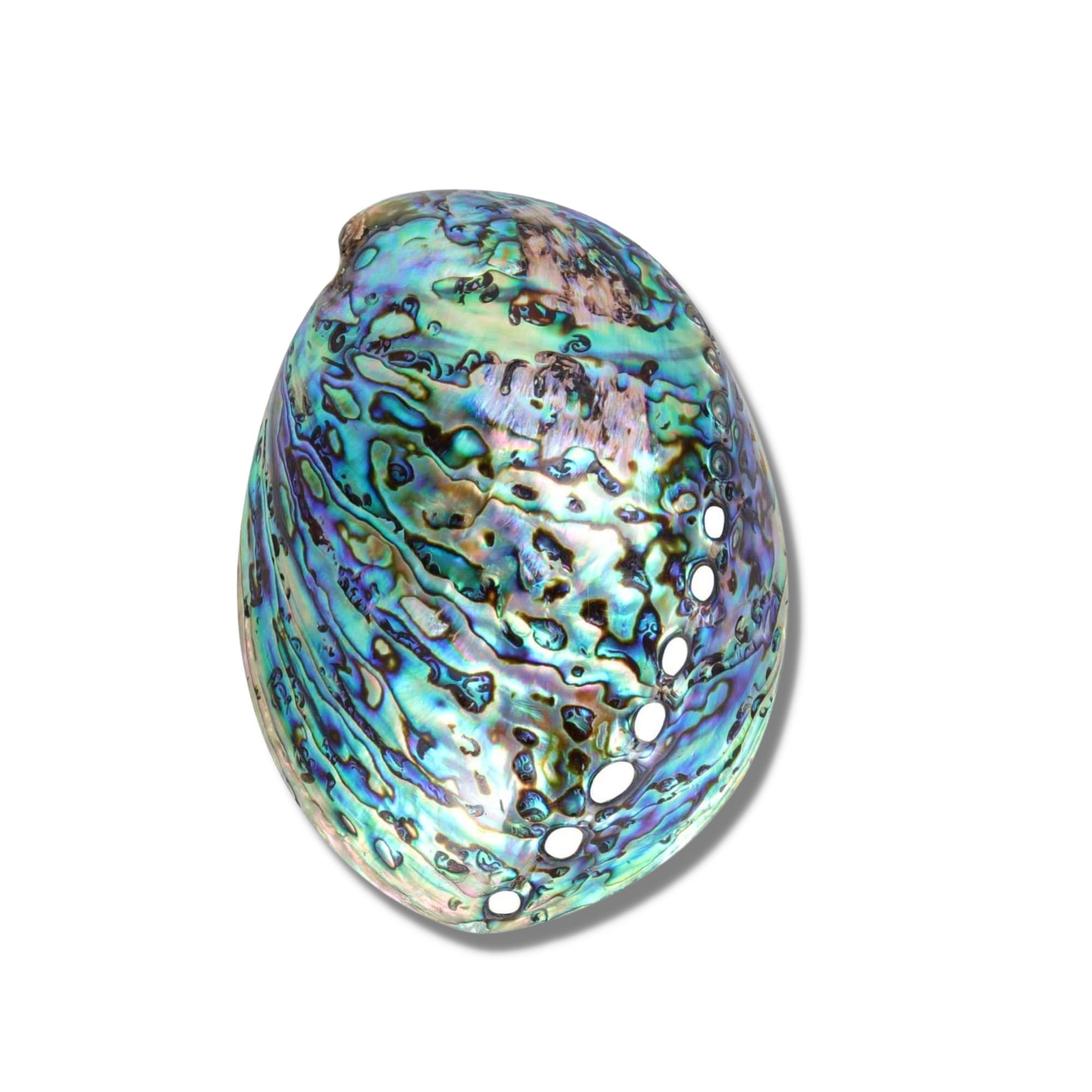 Display Grade Paua Shell - Stunning Polished Natural NZ Abalone Paua ...