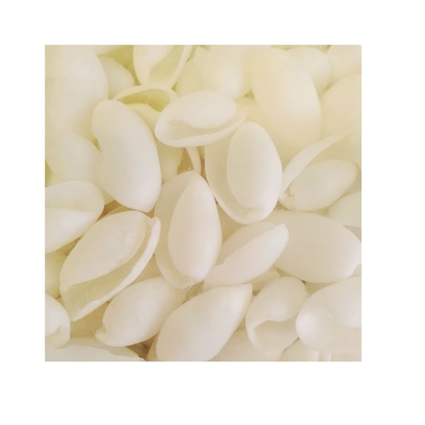 Assorted Seashells - Etsy