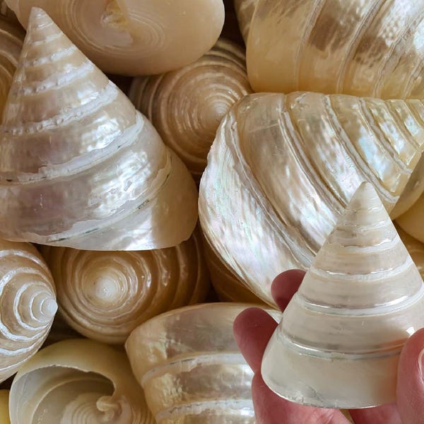 Beach Shells - Etsy