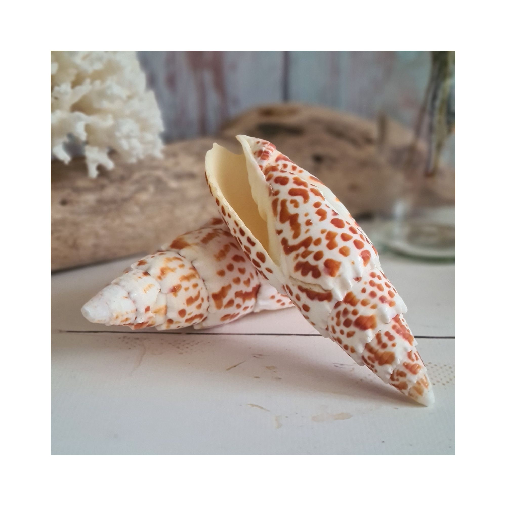 Mitra Episcopalis / Mitra Mitra / Orange and White Spiral Sea Shells ...