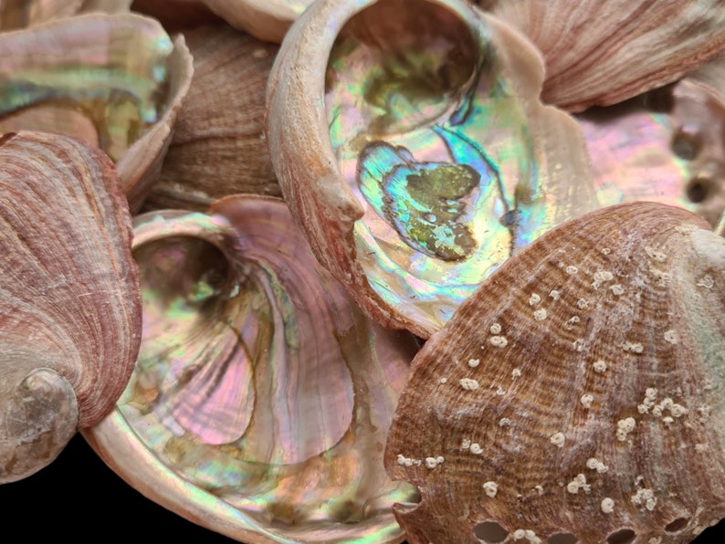 Wholesale 1/2 Lb - 1 Lb Pink Abalone Seashells, Shell Crafts Coastal ...