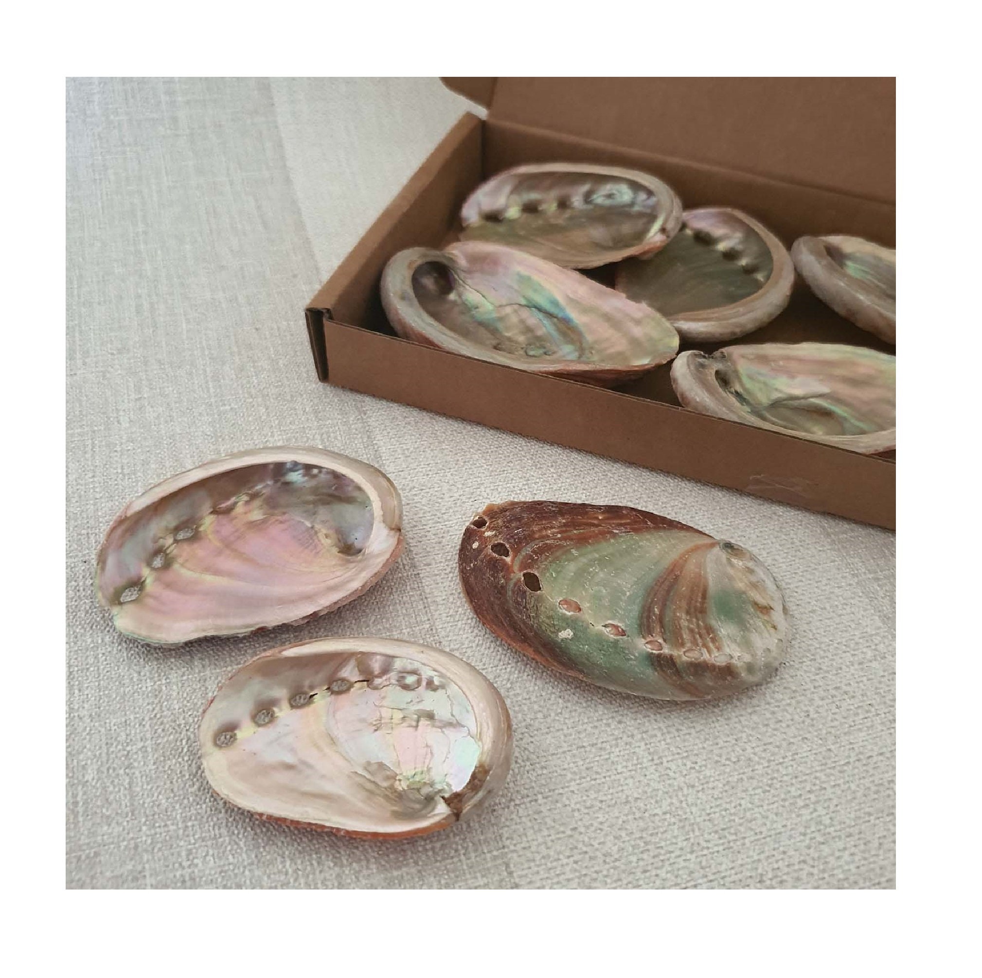 Wholesale 1/2 Lb - 1 Lb Pink Abalone Seashells, Shell Crafts Coastal ...