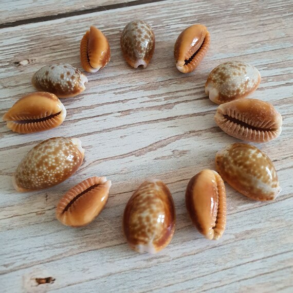 Erosaria helvola cowry Natural small sea shells Golden honey cowrie ...