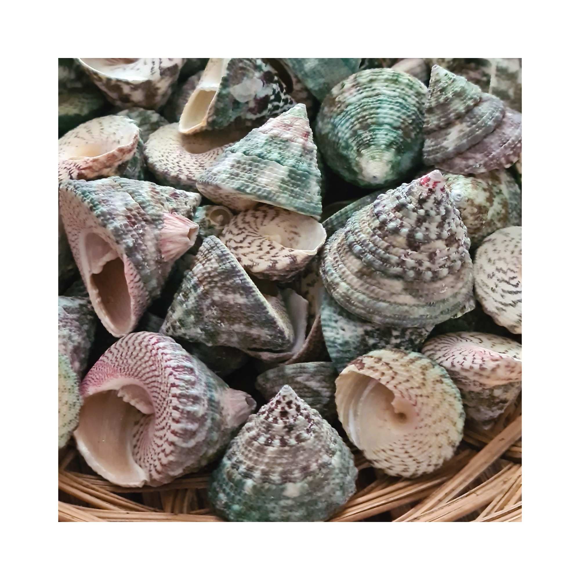 Troca Green Seashells / Natural Green and White "turban" Cone Shaped ...