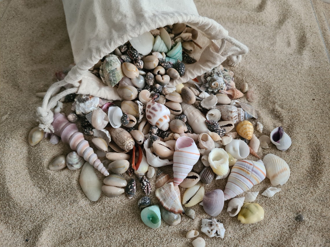 BULK Mixed Small Seashells 500 G (1.1 Lb) Large Bag of Natural Colorful ...