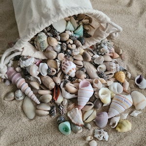 BULK Mixed Small Seashells 500 G (1.1 Lb) Large Bag of Natural Colorful ...