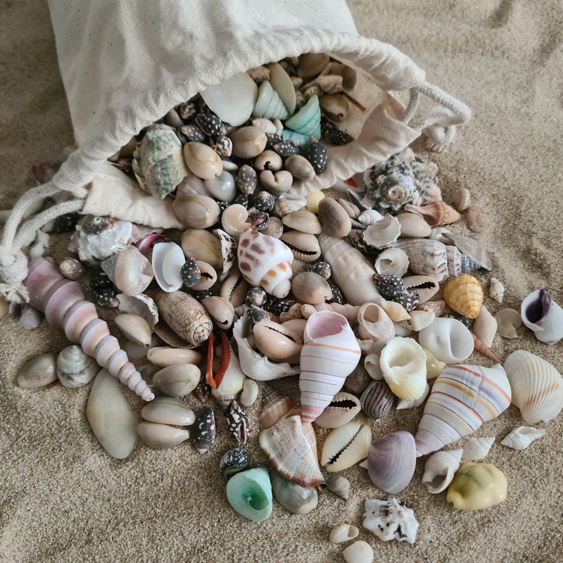 Bulk Seashells - Etsy