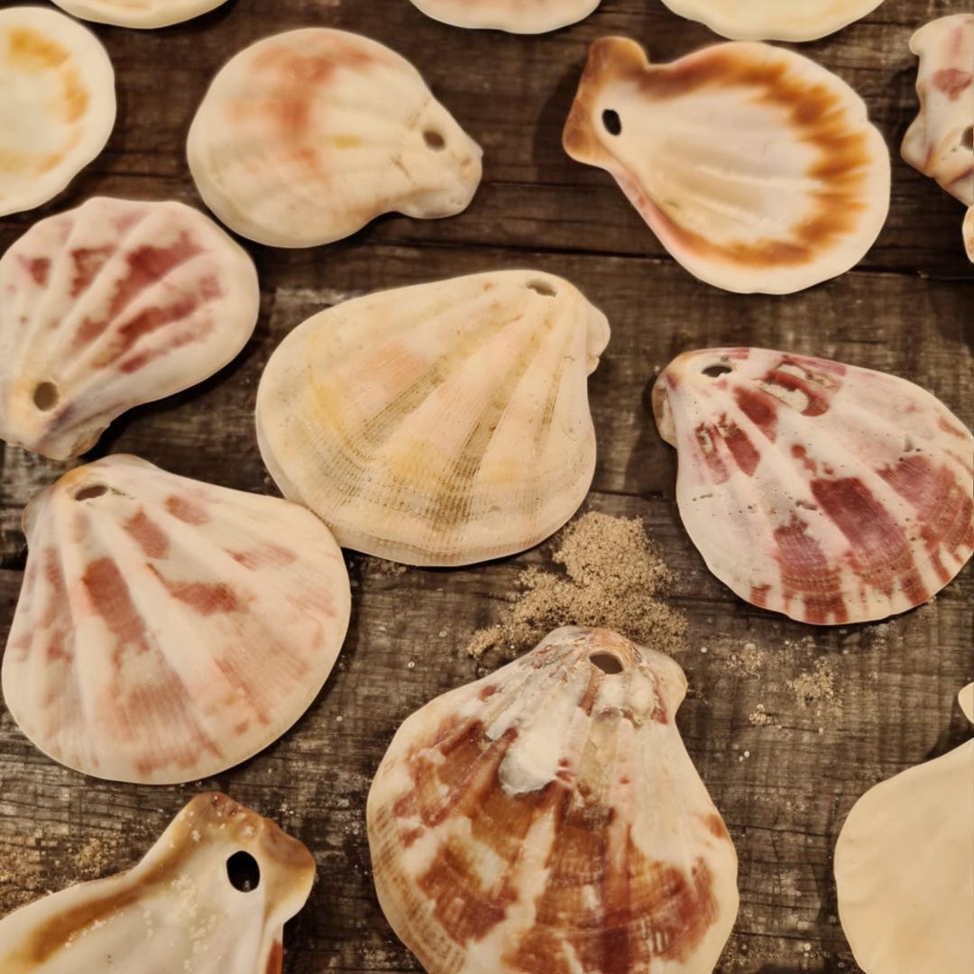 Pre-drilled Pink & White Strawberry Fan Scallop Shells | Small Craft ...