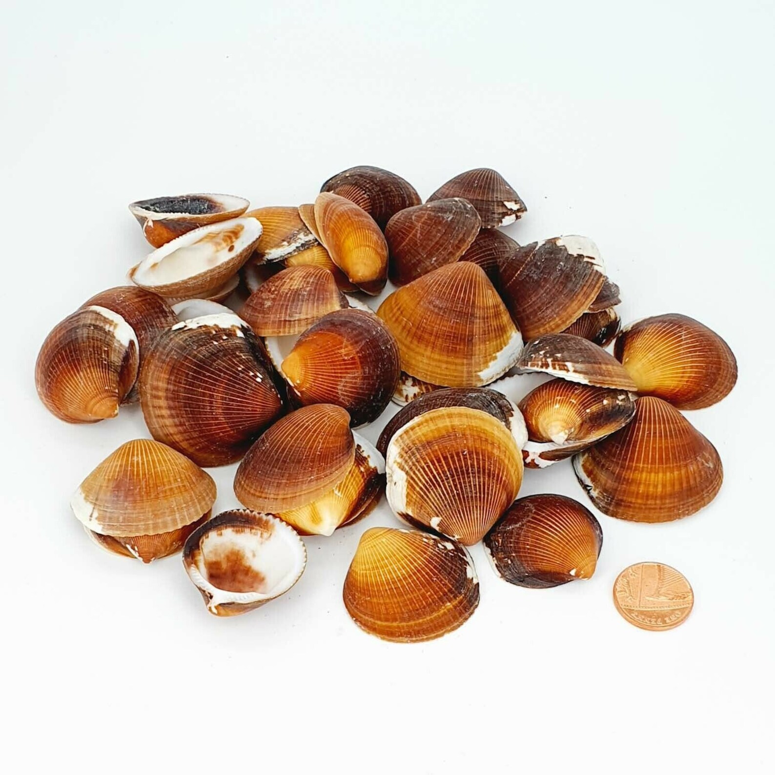 Brown Cockles Sea Shells 100g-500g Crafts Art Fish Tanks | Etsy UK