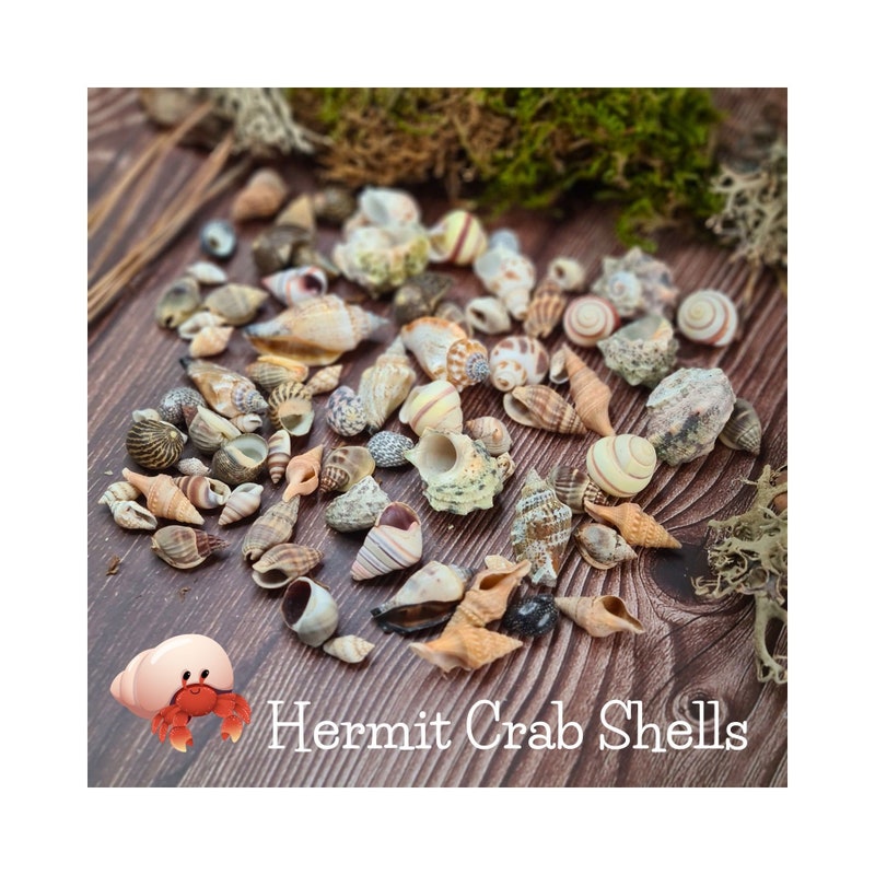 Petes Crabs House - Etsy