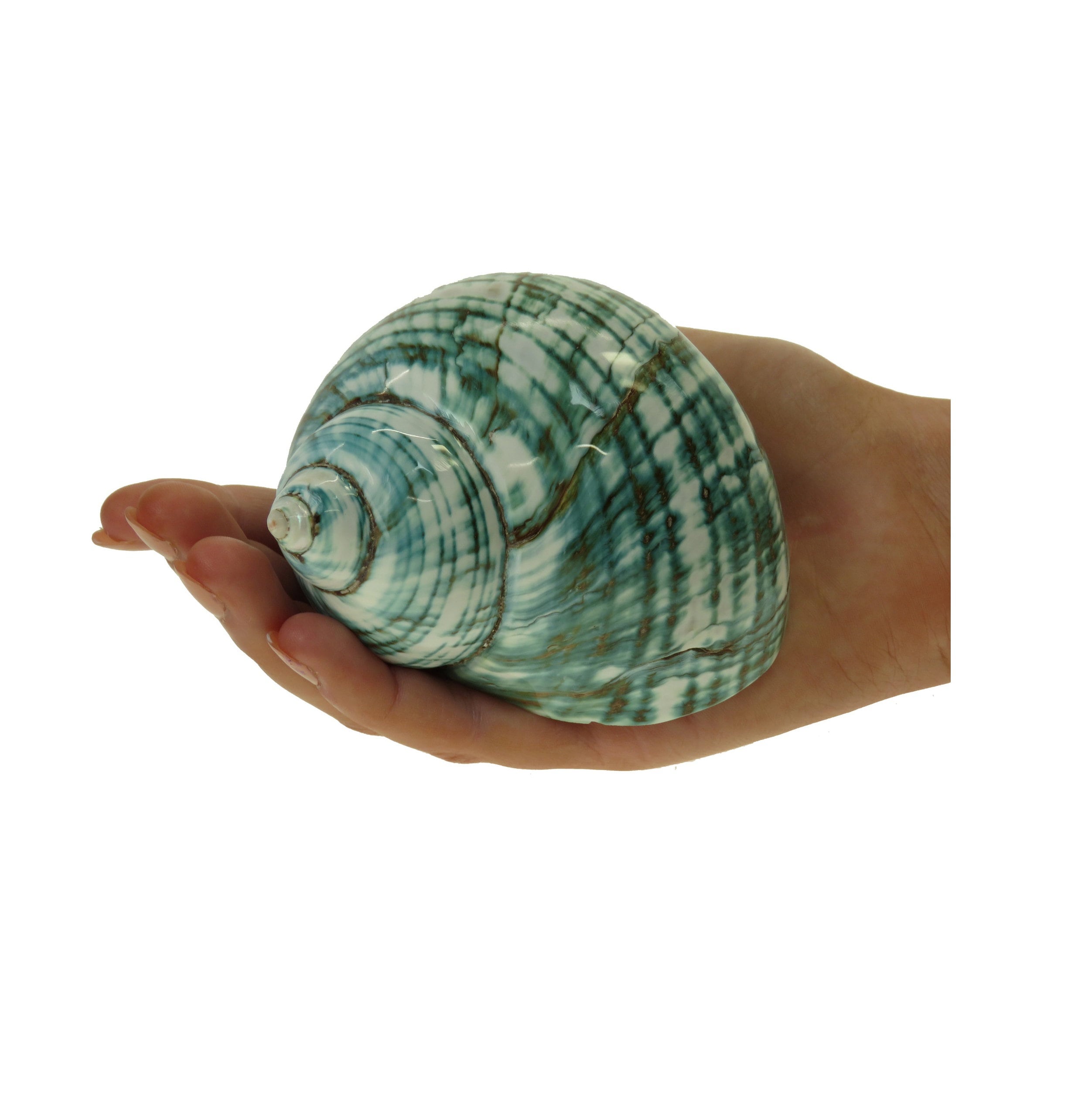 Green Seashell
