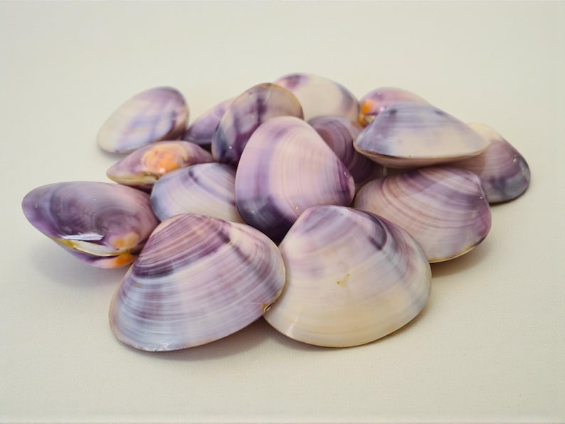 North Quahog Polished Purple Clam Shell Pairs | Set of 6 | Jewelry ...