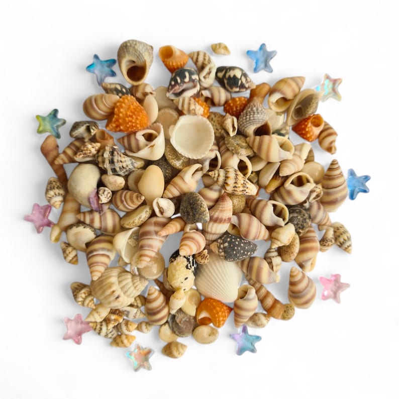 Natural Tiny Mixed Seashells + Tiny Glass Starfish / Mini Beach Shells ...