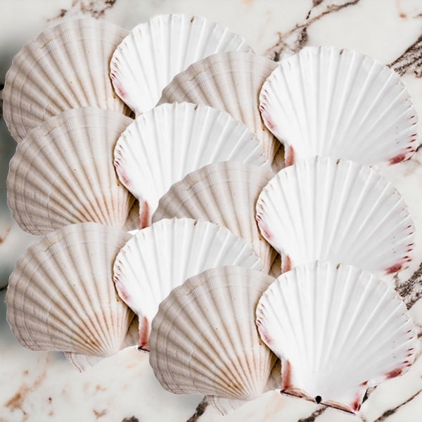 Scallop Shell - Etsy