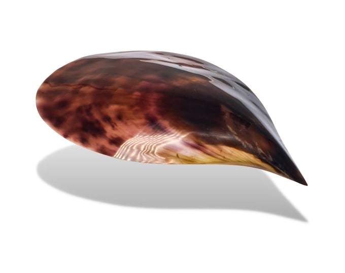 Natural Pen Shell Polished / 2 Sizes / Seashell Dish / Pinnidae Noblis ...