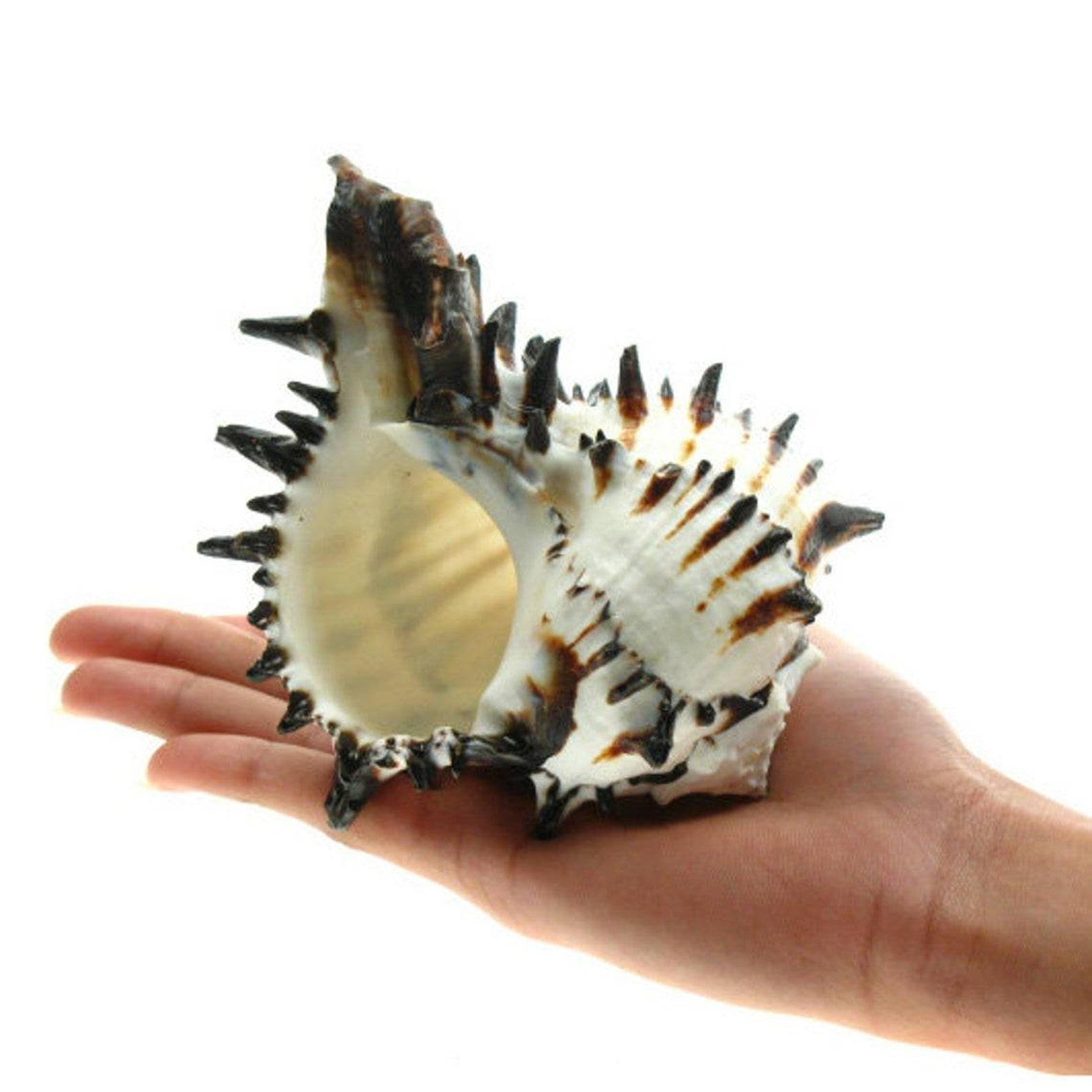 Black Murex Conch Sea Shells 10-13cm 4-5 Inches Clean and | Etsy