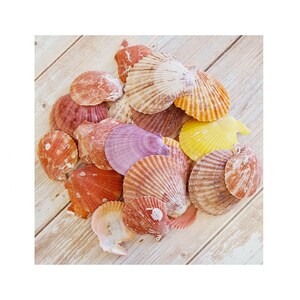 Natural Scallop Shell Multicoloured Pecten Scallop Fans Scallops Beach ...