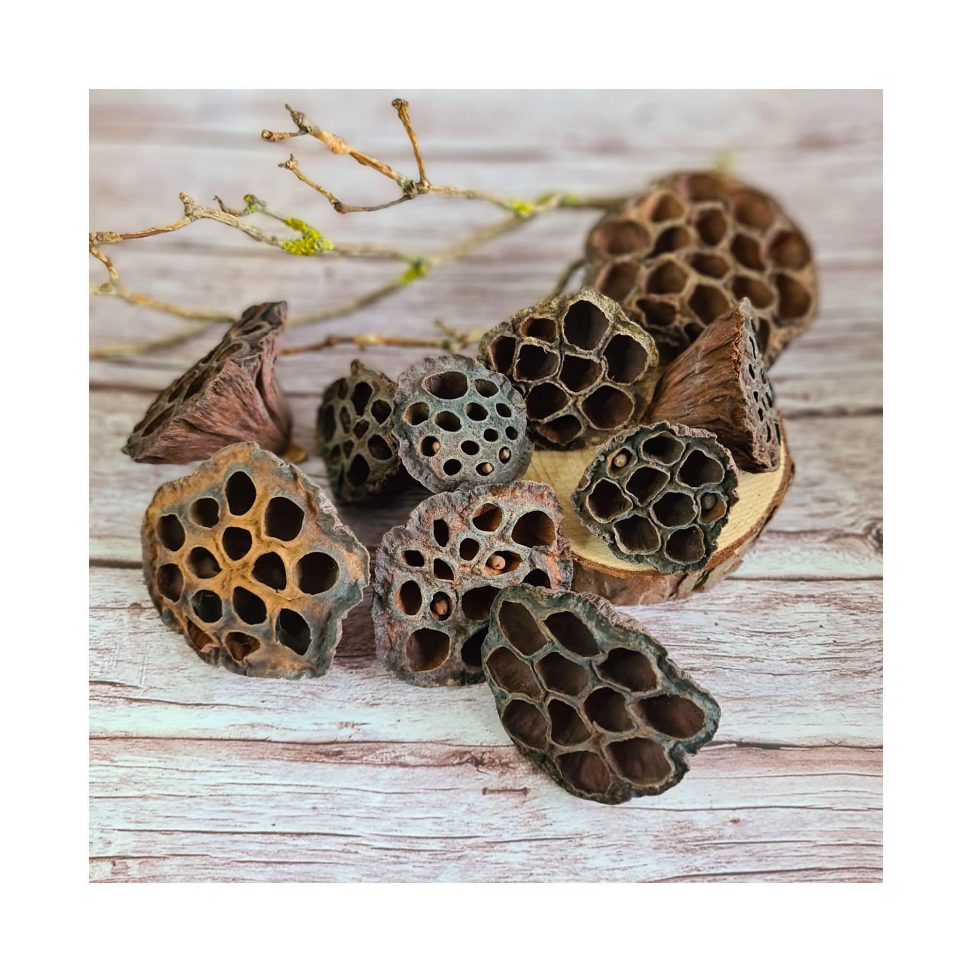 Dried Lotus Seed Pods