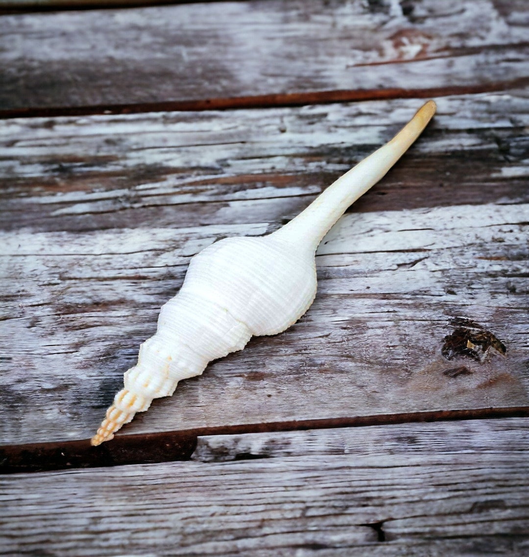 Tibia Spindle Sea Shells White Tibia Shell Long Pointy Shells Shabby ...