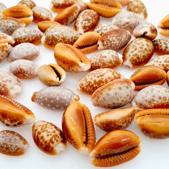 Erosaria helvola cowry Natural small sea shells Golden honey cowrie ...