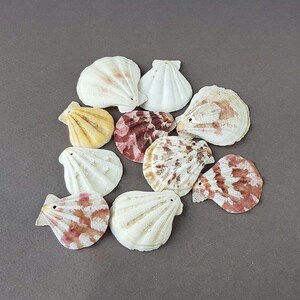Drilled Sea Shells - Etsy