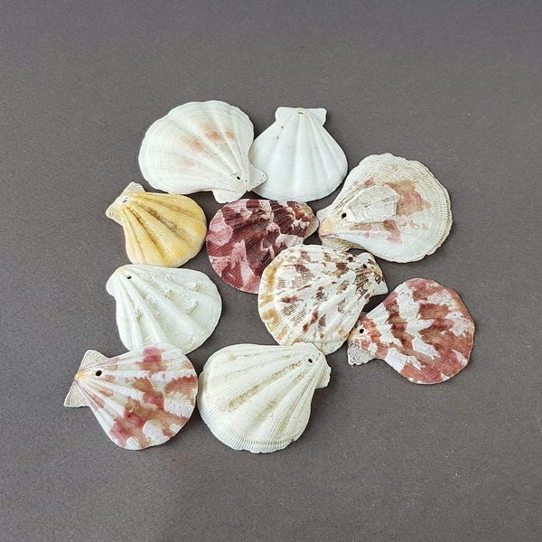 Drilled Seashells - Etsy