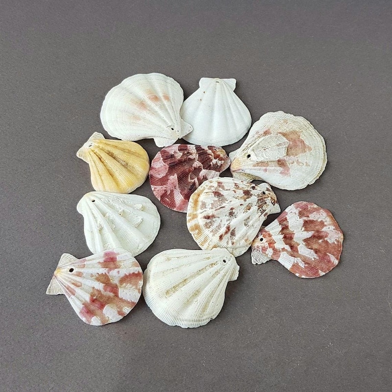 Drilled Seashells - Etsy