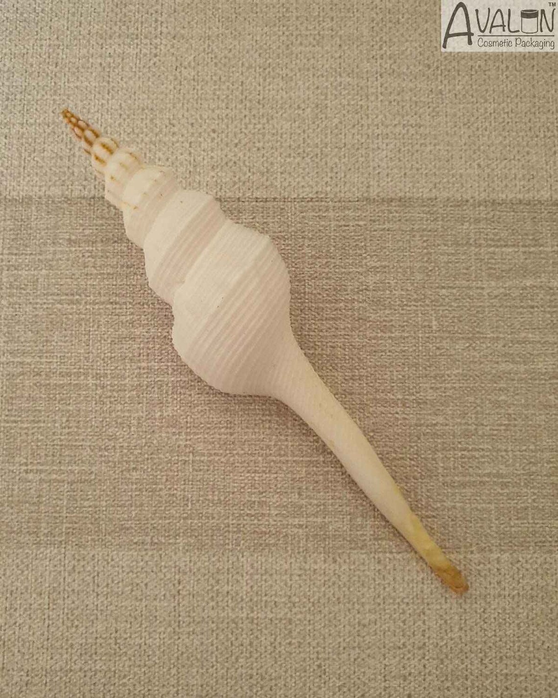 Tibia Spindle Sea Shells White Tibia Shell Long Pointy Shells - Etsy
