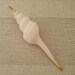 Tibia Spindle Sea Shells White Tibia Shell Long Pointy Shells Shabby ...