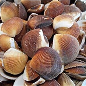 Brown Cockles Sea Shells 100g-500g Crafts Art Fish Tanks - Etsy UK