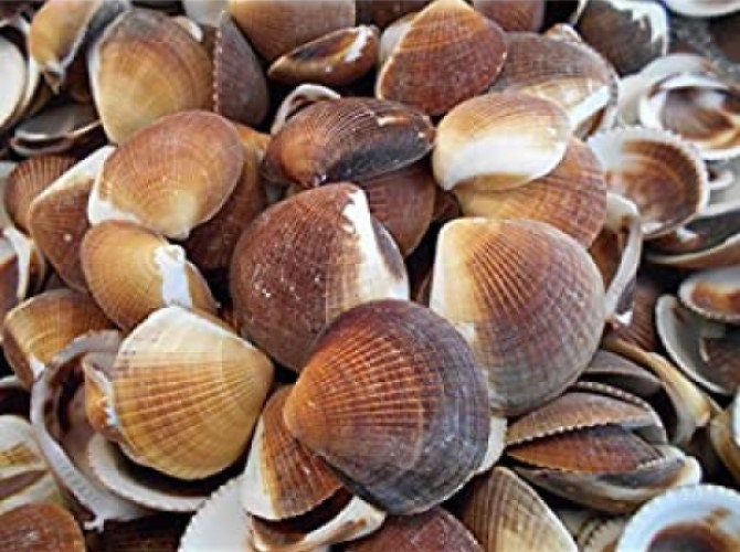 Brown Cockles Sea Shells 100g-500g Crafts Art Fish Tanks | Etsy UK