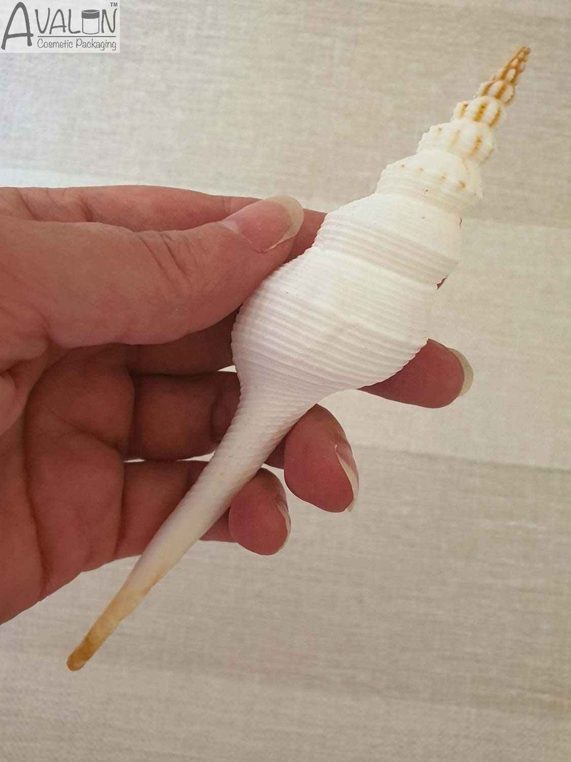 Tibia Spindle Sea Shells White Tibia Shell Long Pointy Shells - Etsy UK