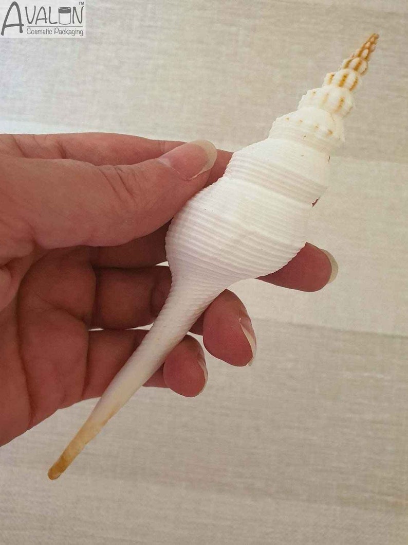 Tibia Spindle Sea Shells White Tibia Shell Long Pointy Shells - Etsy UK