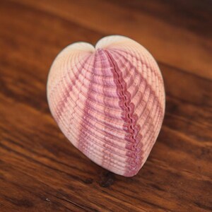 Giant Pink Heart Clam / Cardium Pseudolima / 8-10cm / Collectable Giant ...