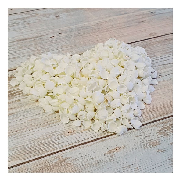 Tiny White Shells - Etsy