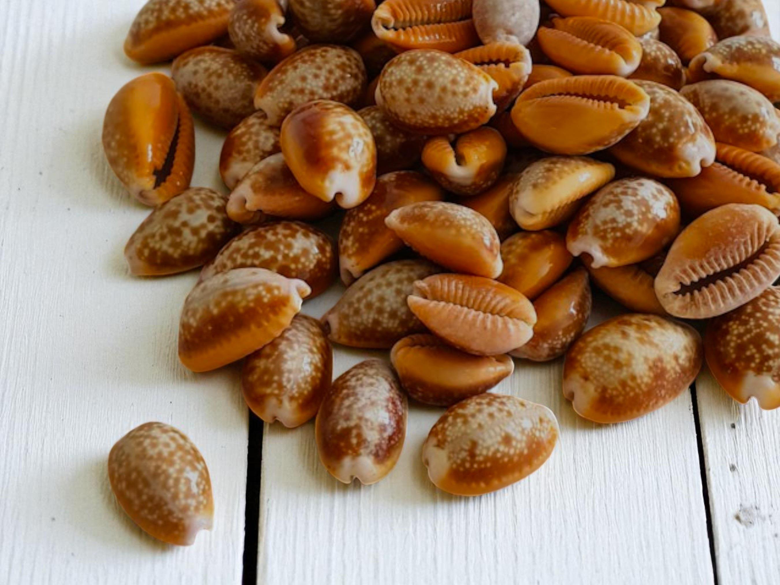 Small Honey Cowrie Shells | 10 Pcs | 1/2 to 3/4 Inch | Natural Cypraea ...